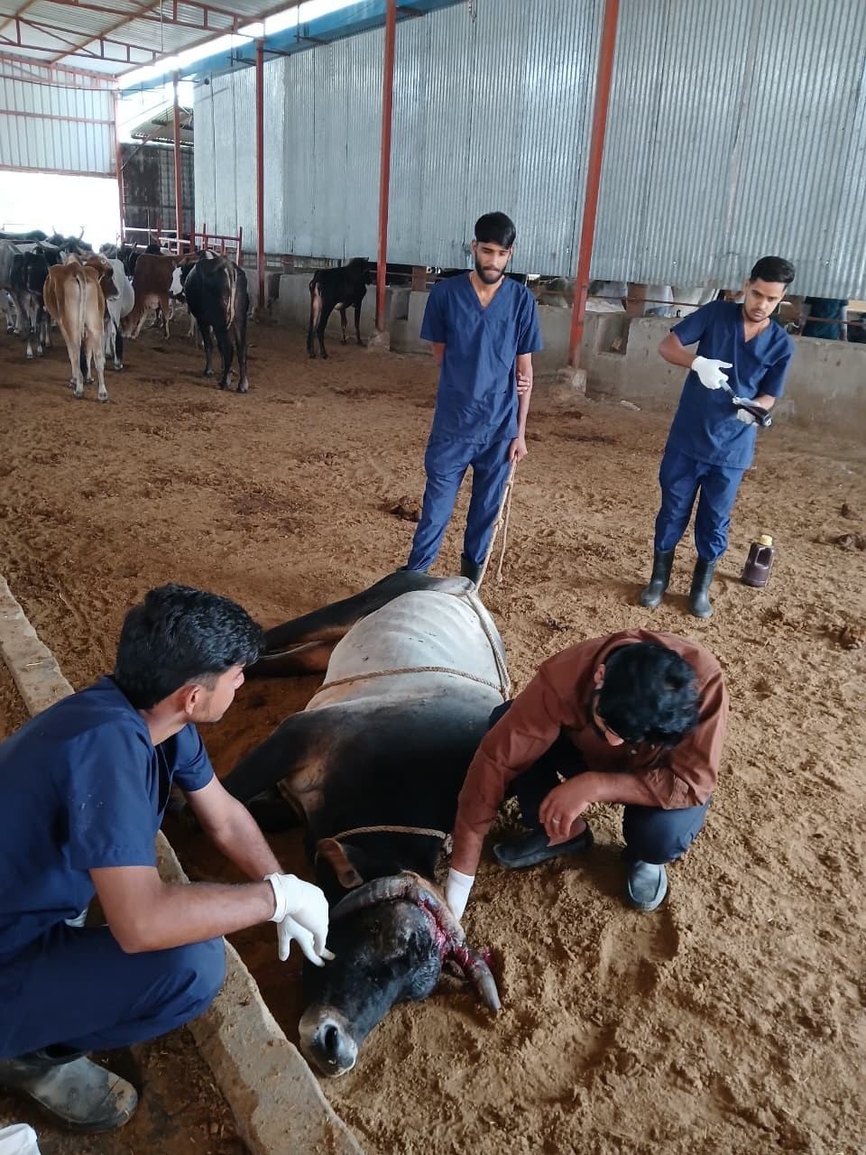 Post operative care of limb amputation in cattle and ASD of maggot ...